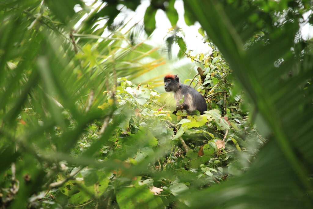 7 Unique Animal Encounters for Your Next Wildlife Adventure | Exodus