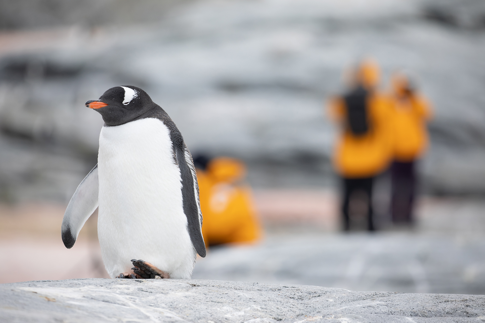 Antarctica by Helicopter: Icebergs, Mountains & Remote Lands | Exodus