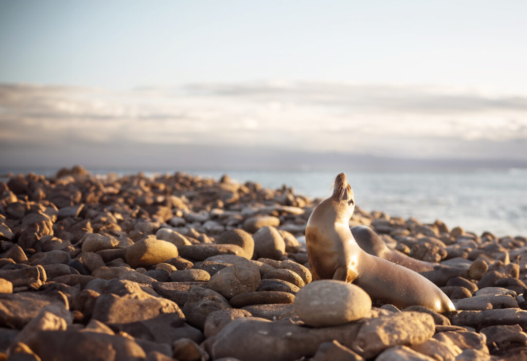 Galapagos Escape - Solaris (Itinerary B) | Exodus