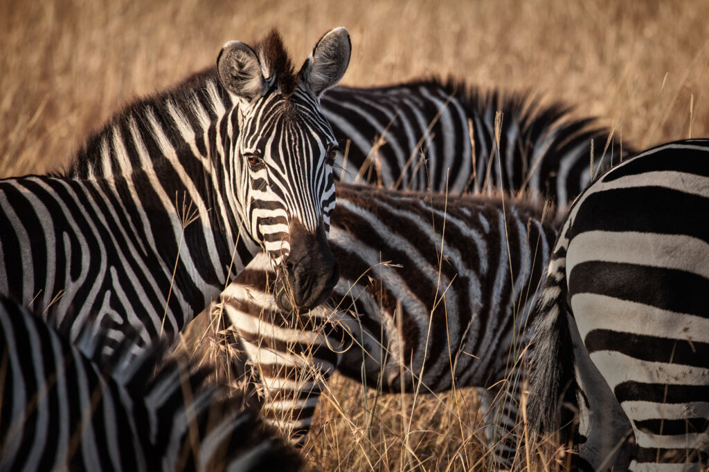 Tanzania Safari Adventure | Exodus