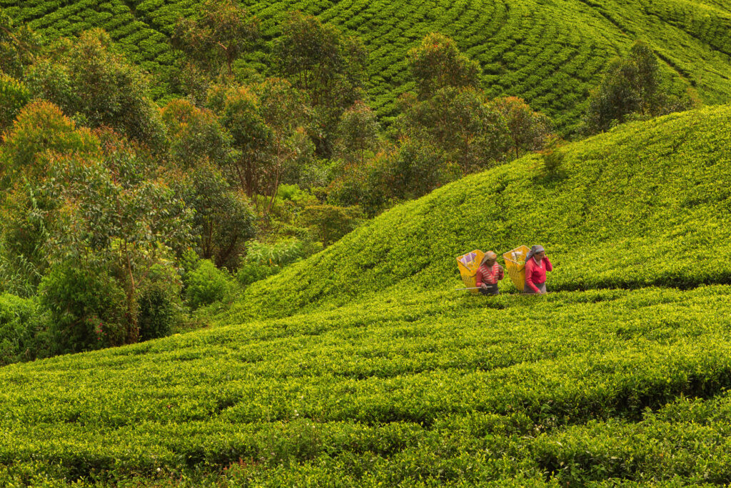 Hike Sri Lanka’s Pekoe Trail | Exodus