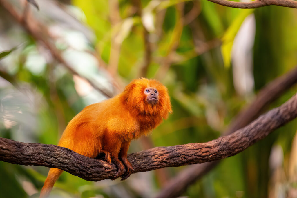 Brazil Wildlife Adventure | Exodus